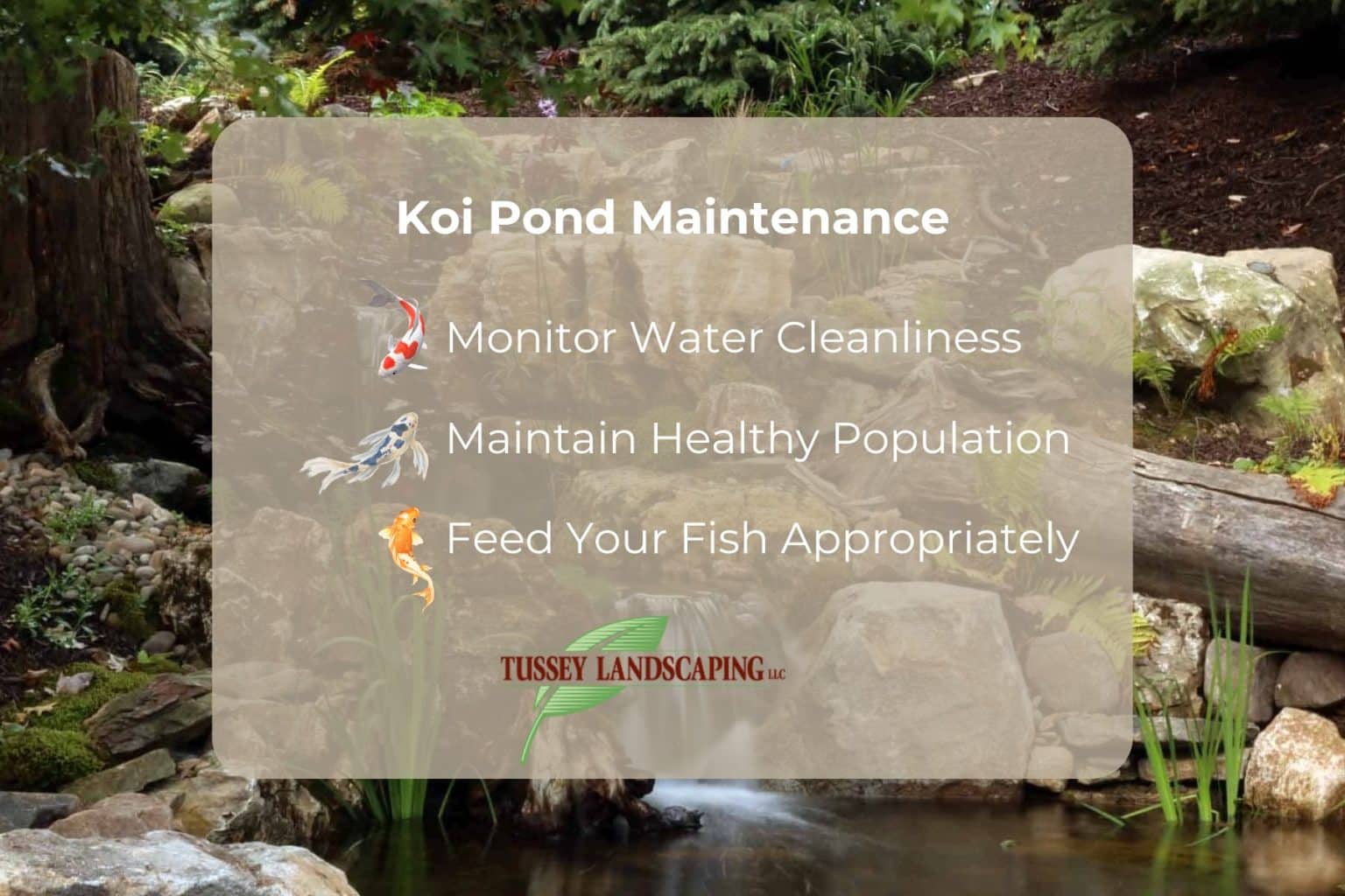 Koi Pond 101 (plus planning and maintenance tips) - Tussey Landscaping